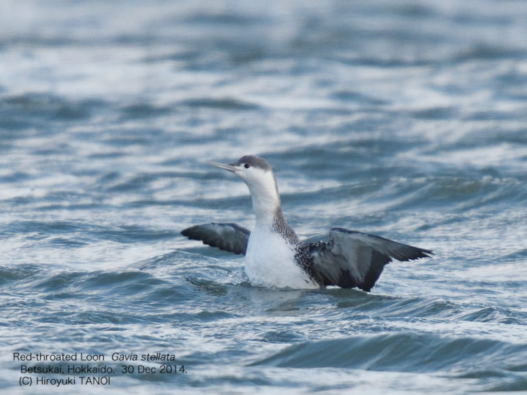 Have a wonderful days with seabirds!