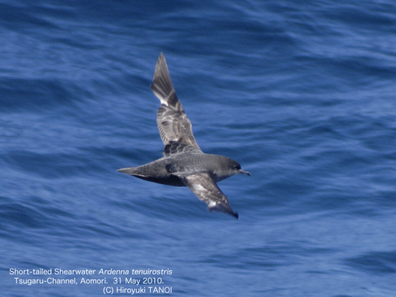 Short-tailed Shearwater