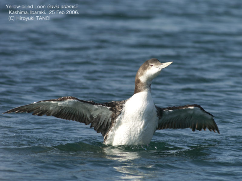 Yellow-billed Loon