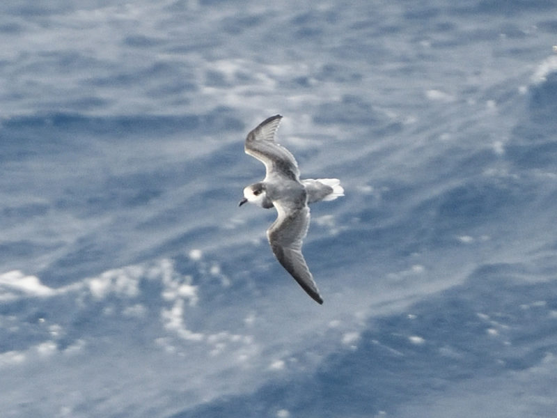 Blue Petrel