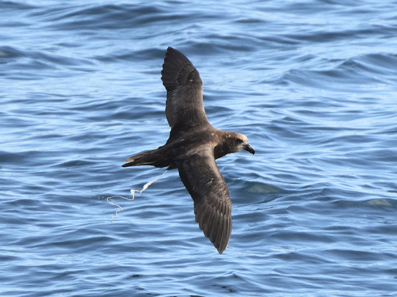 Gray-faced Petrel