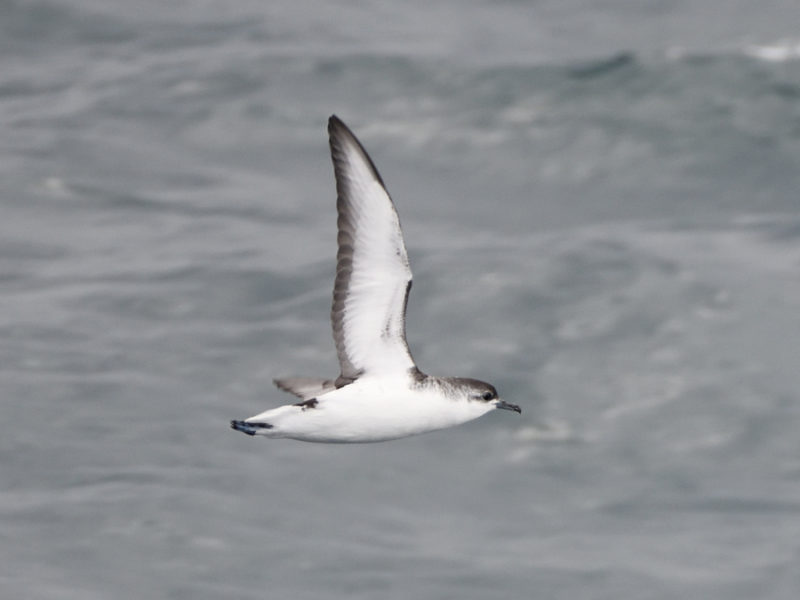 Little Shearwater