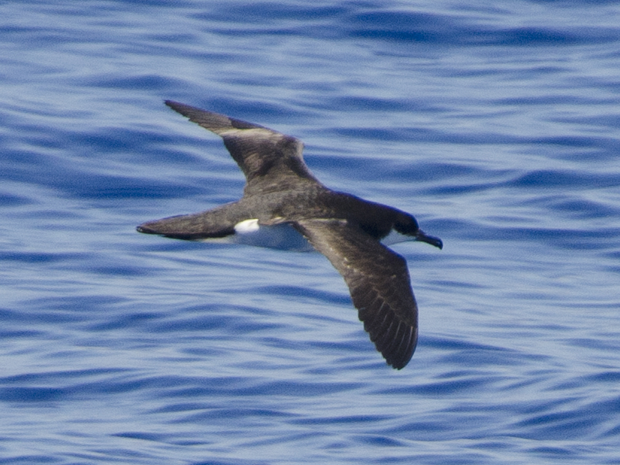 Newell’s Shearwater