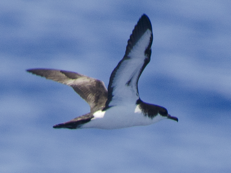 Newell’s Shearwater